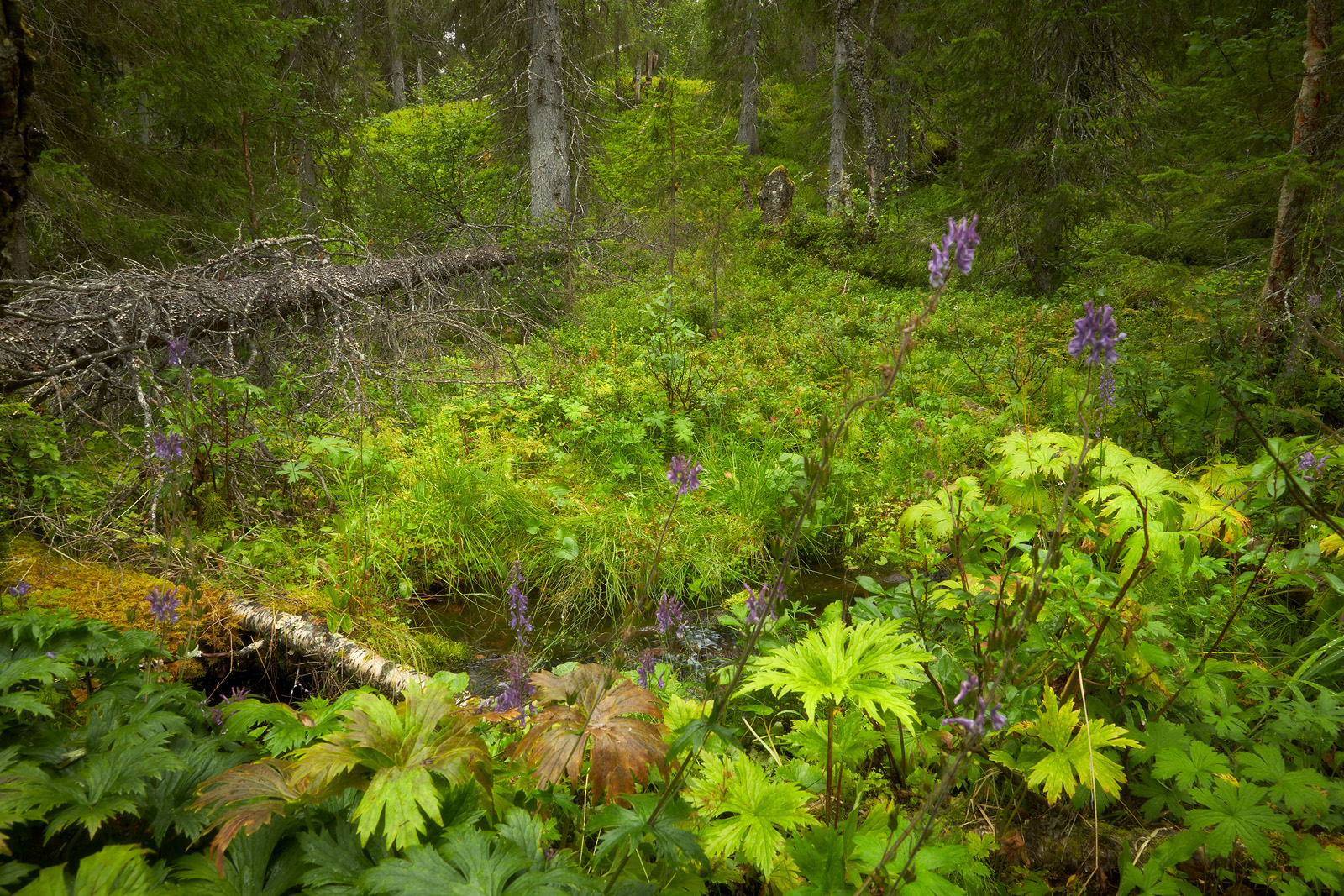 Klimat och biologisk mångfald